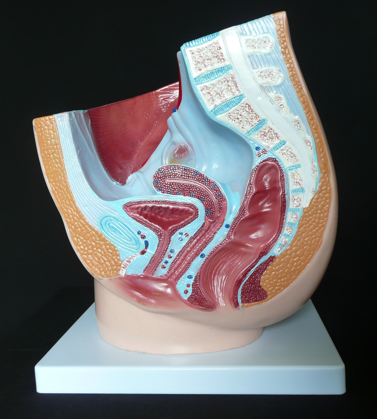Human Female Pelvic Cross Section Anatomical Model Medical Pelvis Anatomy Ebay